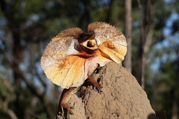 Native Outback Wildlife