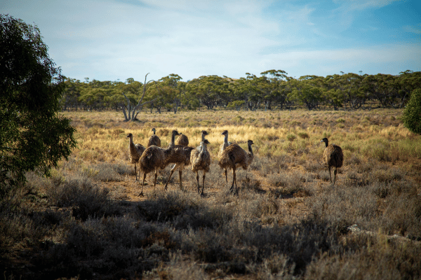 Which Exotic Animals Can You See in Uluru?