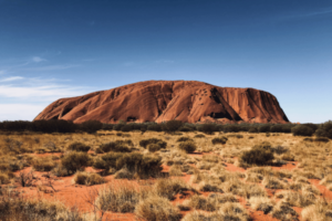 The Uses of Desert Plants in Uluru