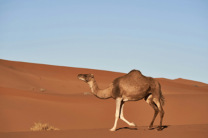 5 Facts About Uluru Camels